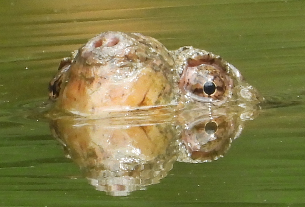 Common Snapping Turtle from Forest Glen, Silver Spring, MD, USA on ...