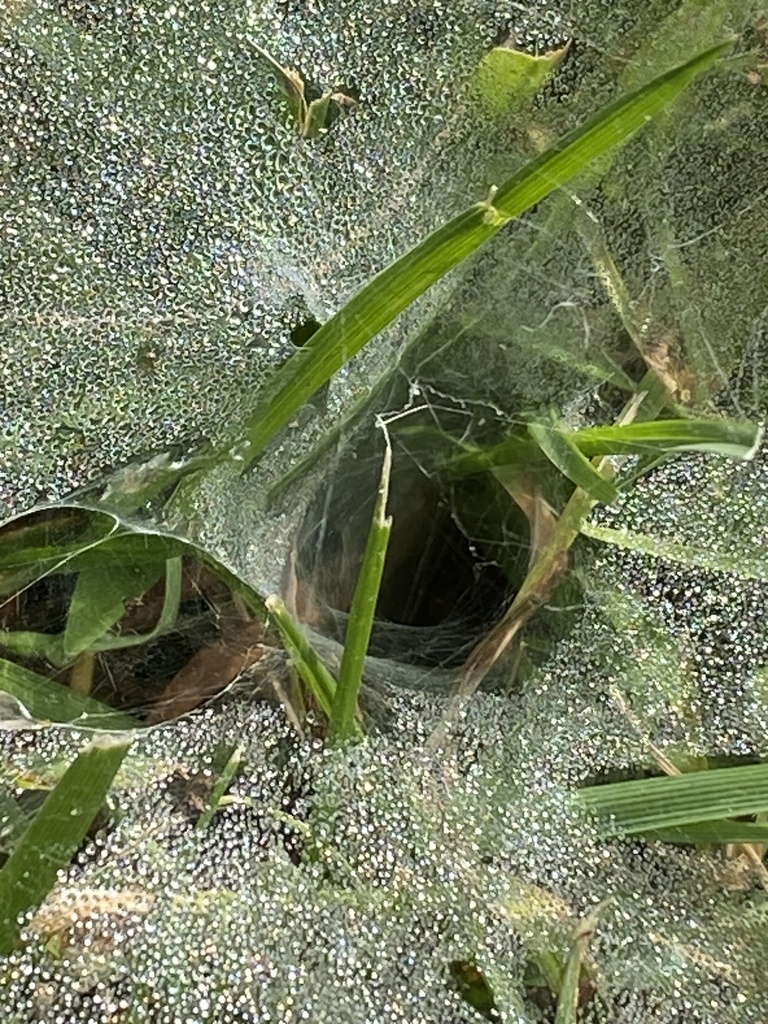 Funnel-web Wolf Spiders from Twin Oaks, New Milford, CT, US on ...