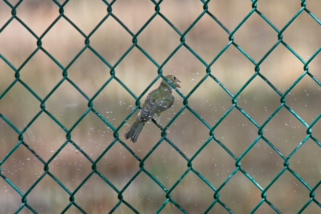 Painted Bunting in August 2024 by rollingplainst. Ran the sprinklers on ...