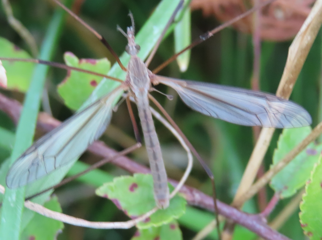 Common Crane Flies from Gortlecka, Carron, Co. Clare, Ireland on ...