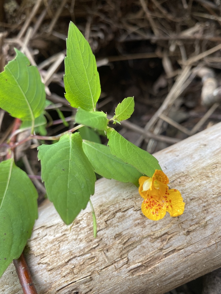 common jewelweed from Two Harbors, MN, US on September 14, 2024 at 10: ...