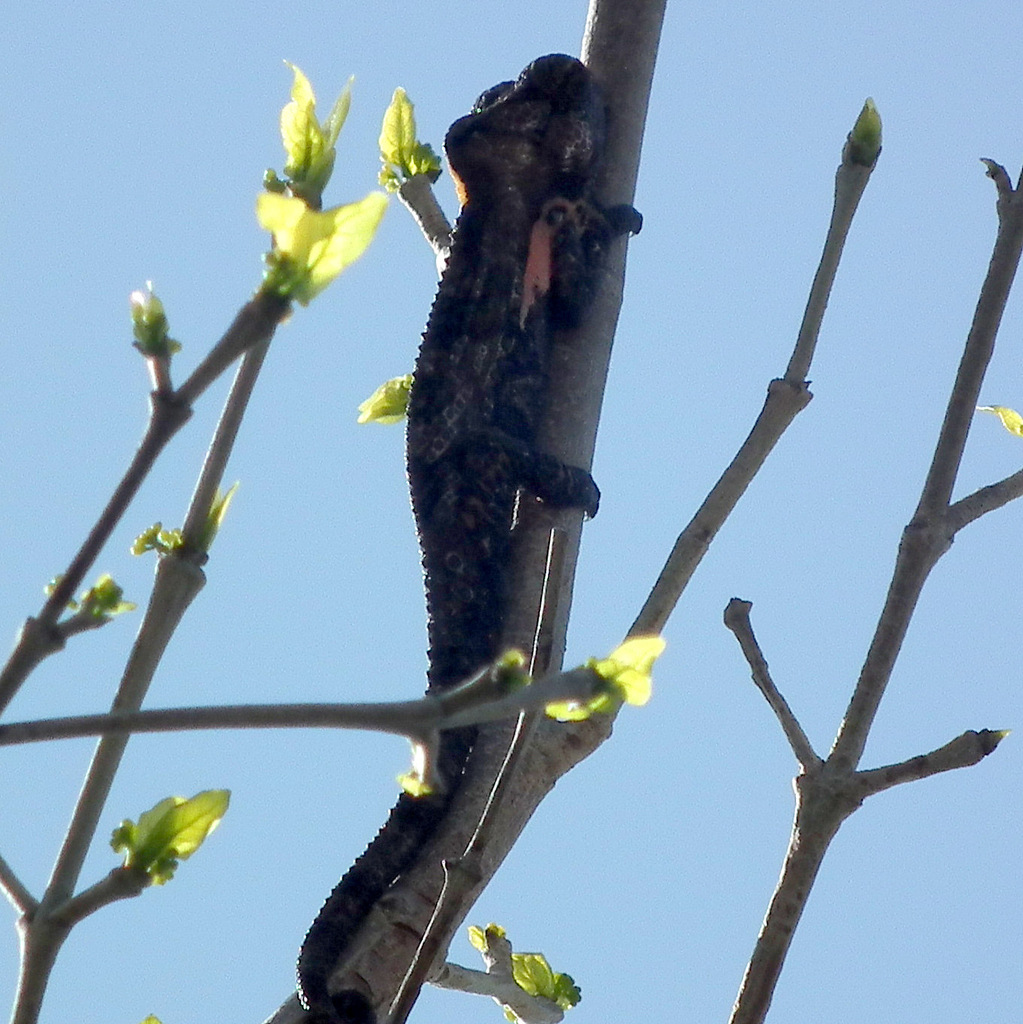 Knysna Dwarf Chameleon from Garden Route Botanical Garden on September ...