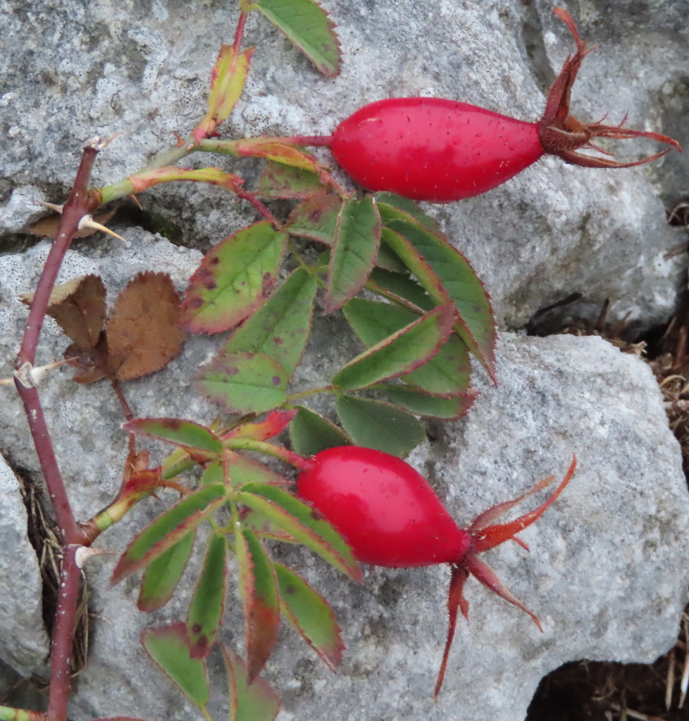 roses from Gortlecka, Carron, Co. Clare, Ireland on September 14, 2024 ...