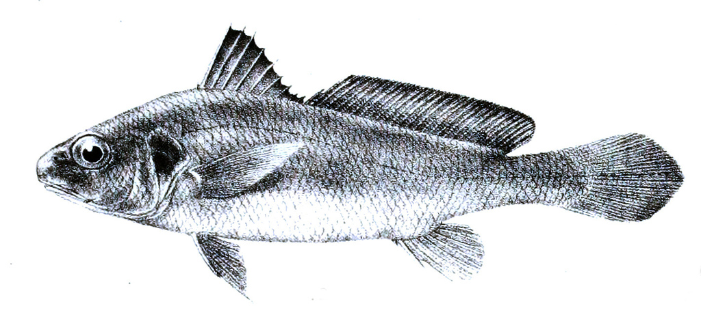 Jew fish (Johnius dussumieri) - Marine Life Identification