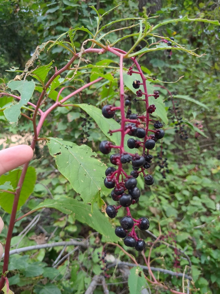 American pokeweed from Arlington, TX 76006, USA on September 14, 2024 ...