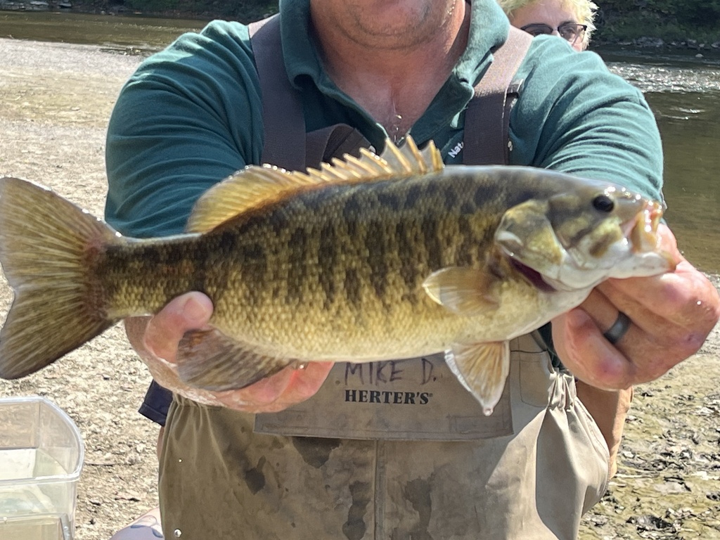 Smallmouth Bass from Rocky River, Brook Park, OH, US on September 14 ...