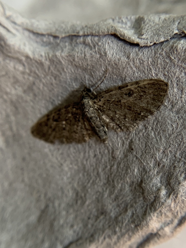 Common Eupithecia Moth from Marshlands Conservancy, Rye, NY, US on ...