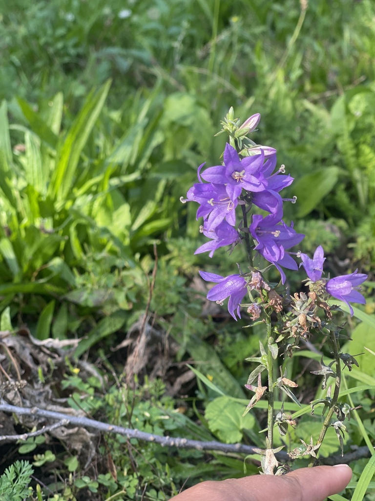 Creeping Bellflower from Schiller Park, Syracuse, NY, US on September ...