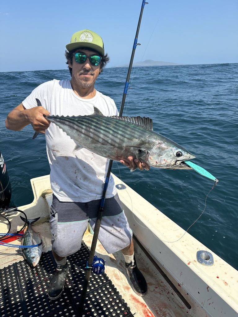 Eastern Pacific Bonito from Pacific Ocean, MX on September 10, 2024 at ...