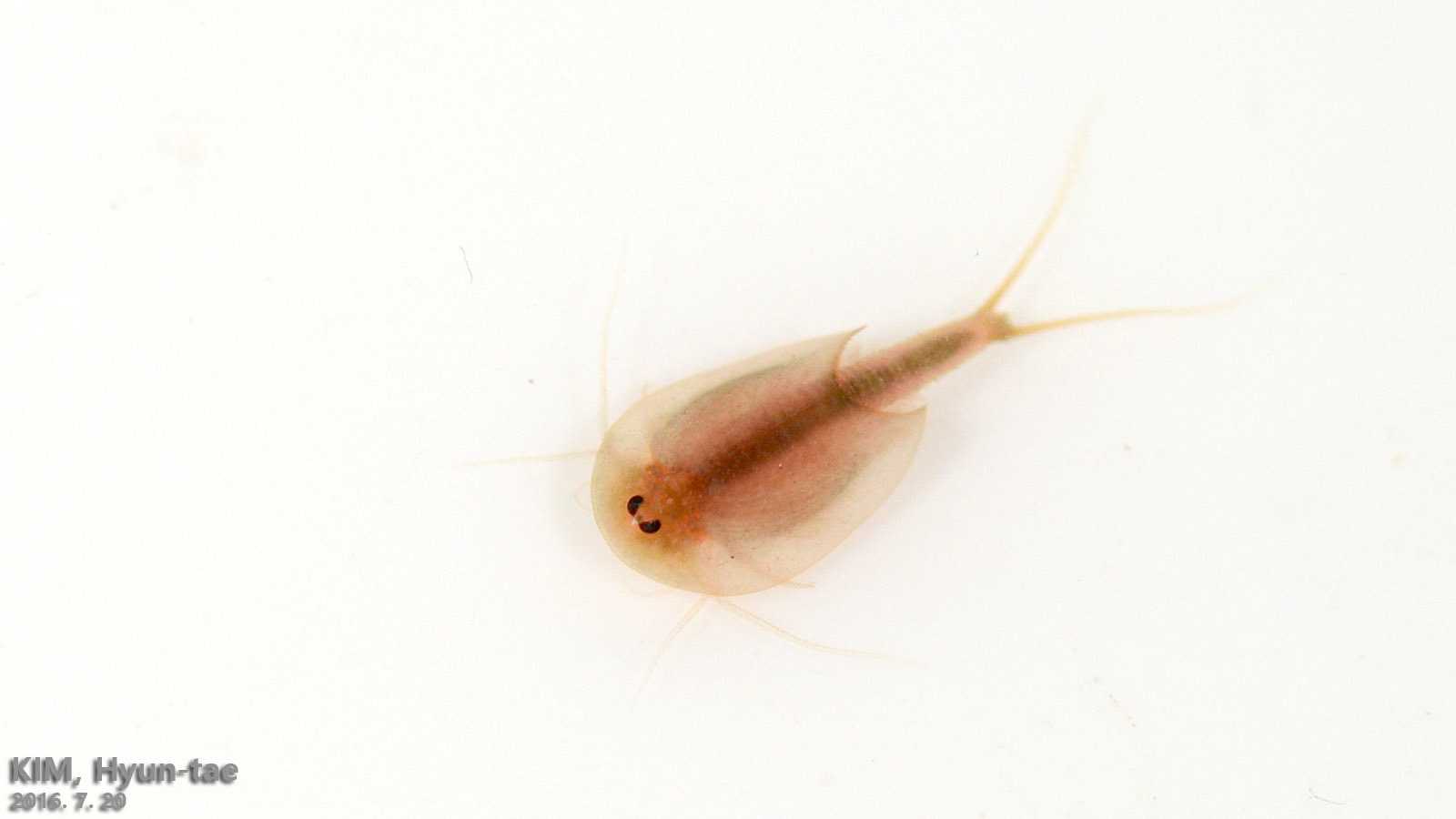 Triops granarius (Lucas, 1864)