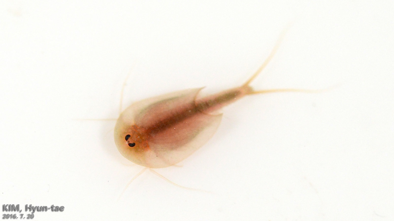 Triops granarius (Lucas, 1864)