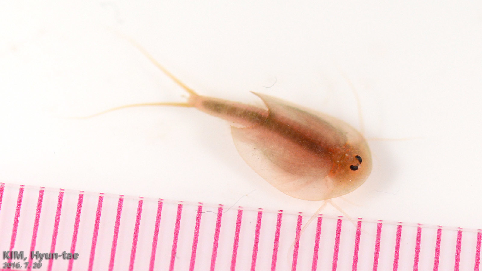 Triops granarius (Lucas, 1864)