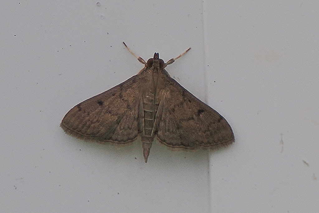 Dusky Herpetogramma Moth from (west) Boynton Beach, FL, USA on ...