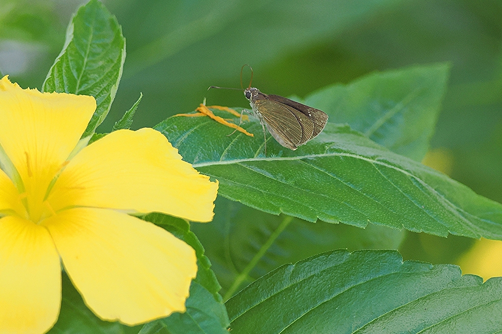 Three-spotted Skipper from (west) Boynton Beach, FL, USA on September ...