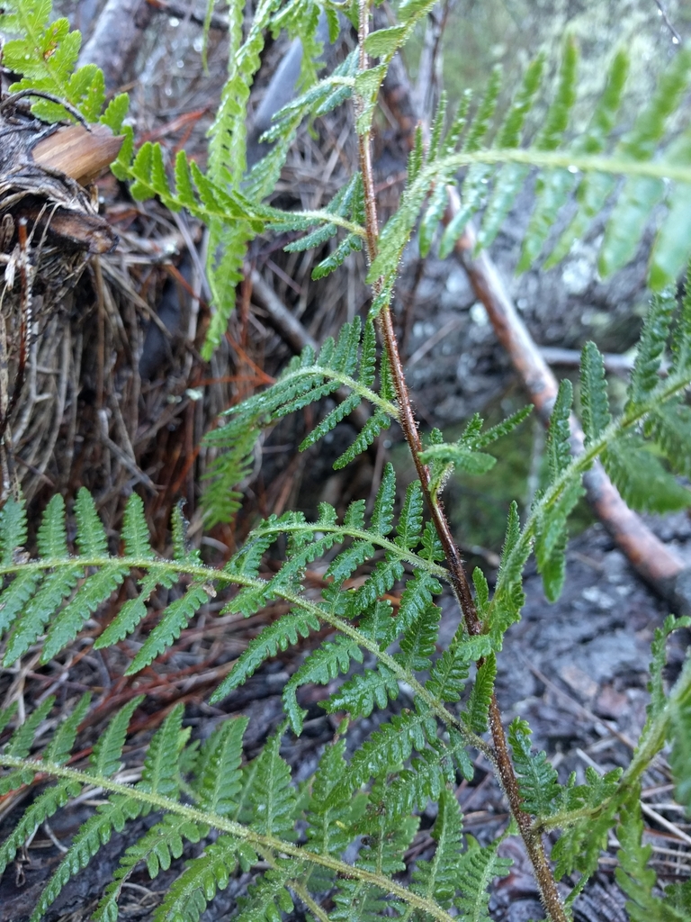 common pig fern from Wairakei, New Zealand on June 25, 2019 at 10:57 AM ...