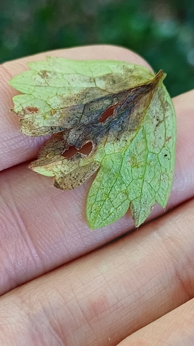 (Filobasidium magnum)