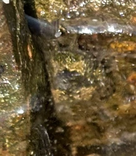 Common Sea Slater from Lochnell Street, Argyll and Bute, Scotland, GB ...