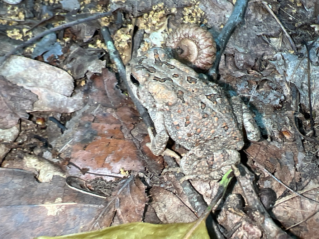 Fowler's Toad from Bear Swamp Bike Trail, Hollister, NC, US on ...
