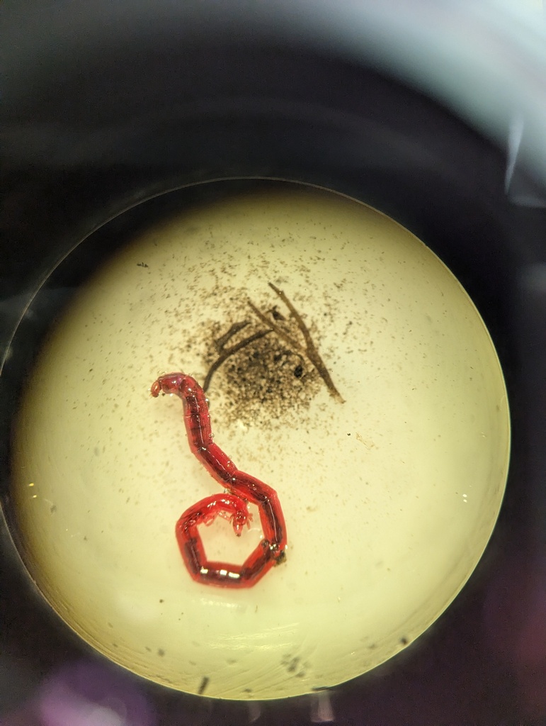 Bloodworm (Midge Larvae) (Aquatic Macroinvertebrates in Iowa) · iNaturalist