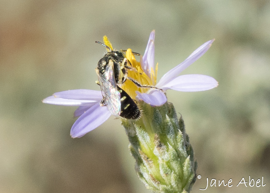 Fairy Bees from Richland, WA, USA on September 13, 2024 at 01:11 PM by ...