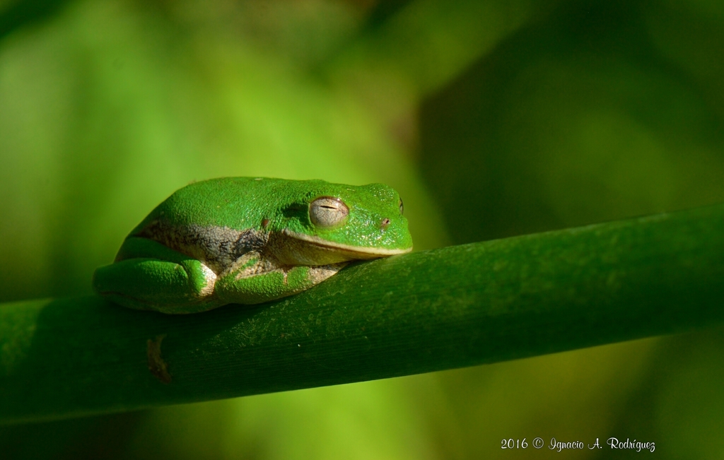 Small-eared Tree Frog from Monterrey N.L. on July 16, 2016 at 10:53 AM by Ignacio A. Rodríguez ...