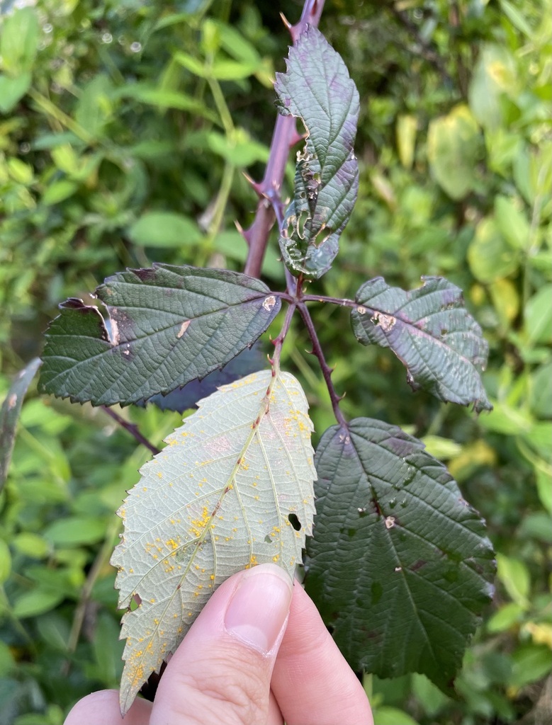 Rubus rust in September 2024 by Ren-Lee Deru · iNaturalist NZ