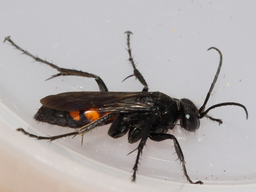 Blue-black Spider Wasps (Arthropods of Rosewood Nature Study Area ...