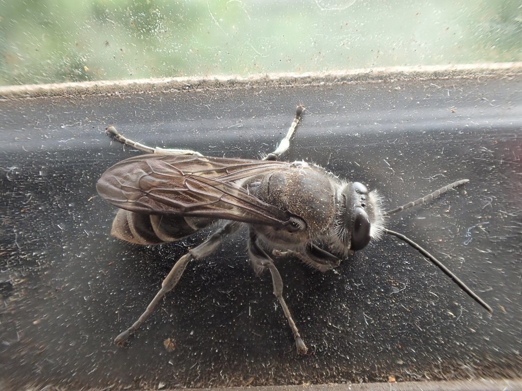 New Zealand Mason wasp from Kentish, AU-TS, AU on January 14, 2019 by ...