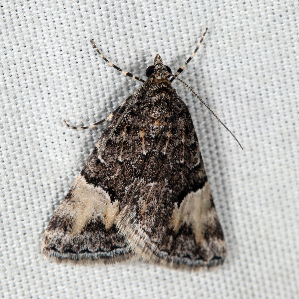 Dry-country Heath Moth from Big Desert VIC 3490, Australia on September ...