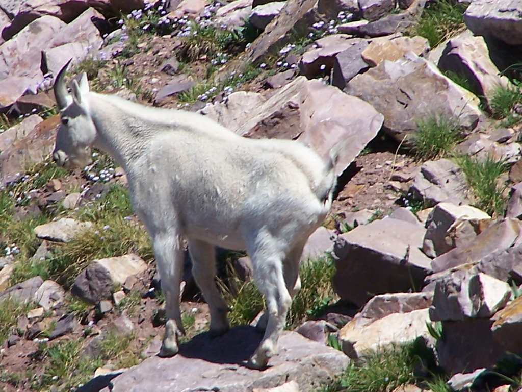 Mountain Goat (Oreamnos americanus) - Know Your Mammals