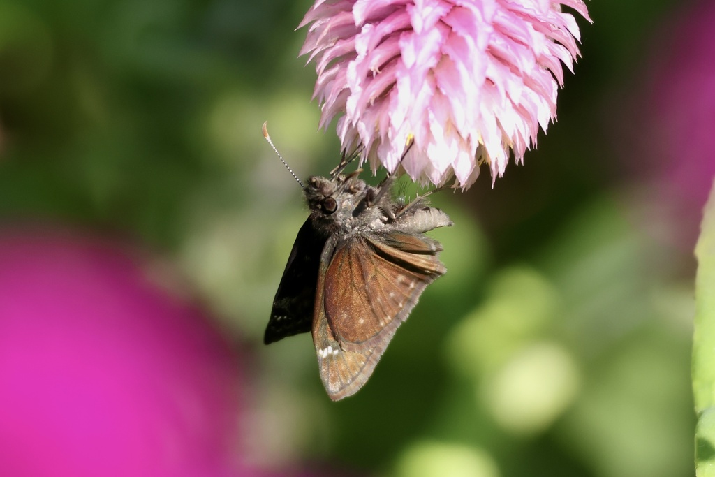 Wild Indigo Duskywing from Bartram's Garden, Philadelphia, PA, US on ...