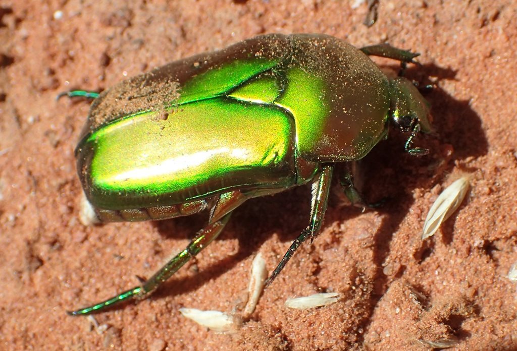 Hemipharis insularis from Unnamed Road, Lake MacKay NT 0872, Australia ...
