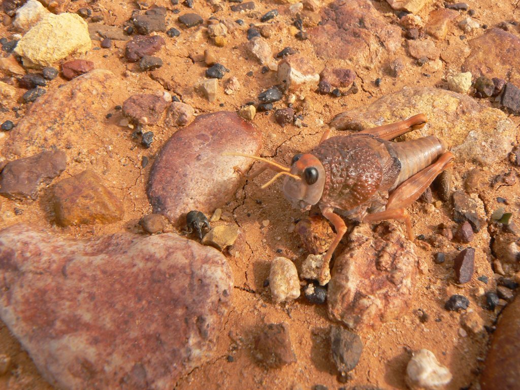 Testudinellia unicolor from William Creek Rd, Anna Creek SA 5723 ...