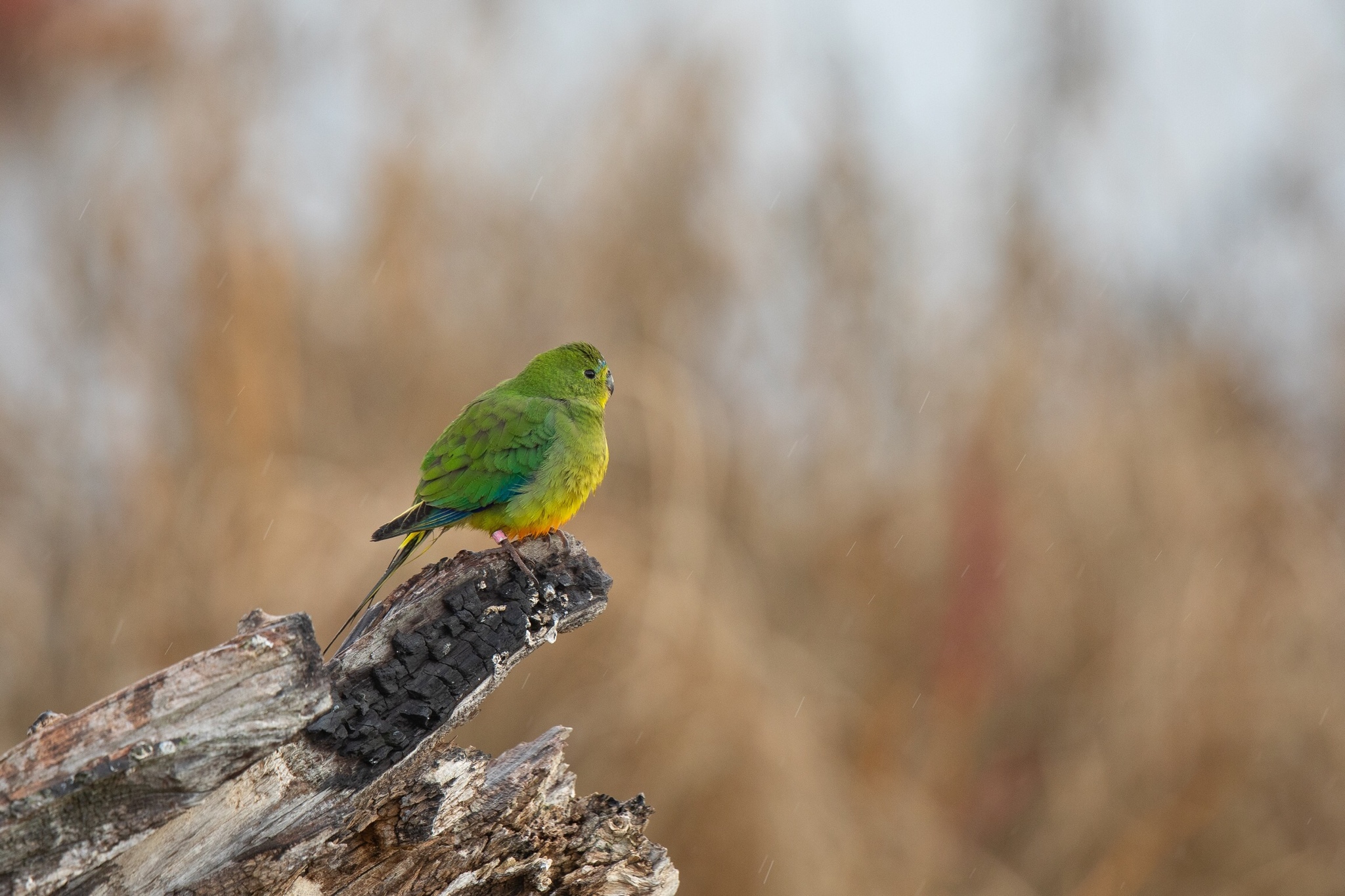 Neophema chrysogaster (Latham, 1790)