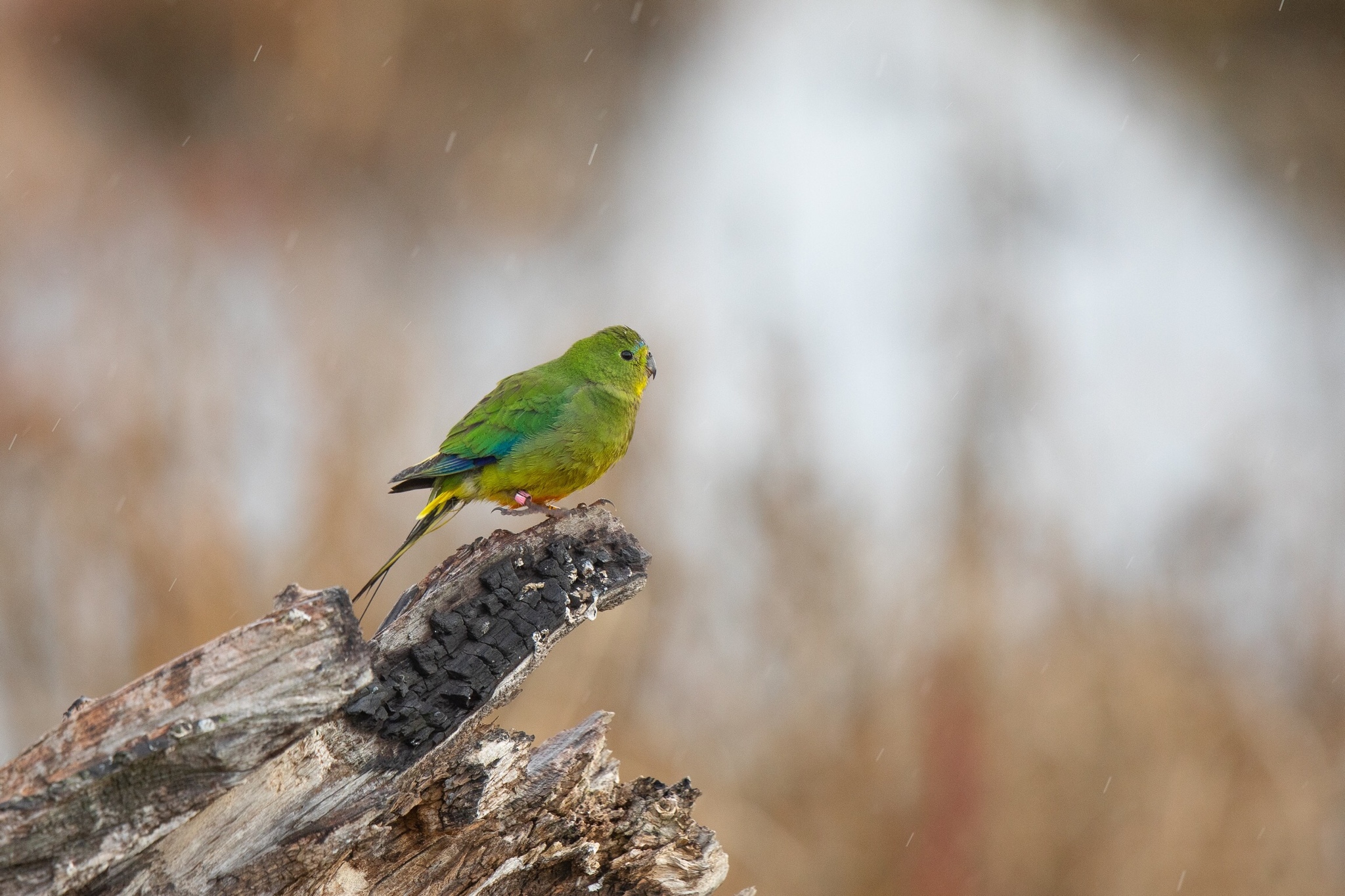 Neophema chrysogaster (Latham, 1790)