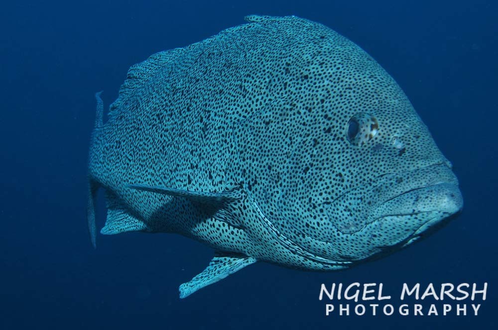 Purple Rockcod (COTS Predators) · iNaturalist