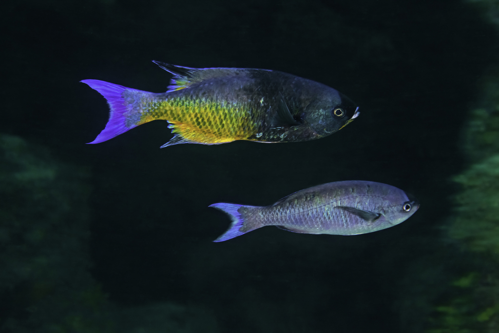 Creole Wrasse (Wildlife of the United States - Fish Pt.3) · iNaturalist