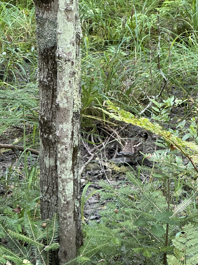 Ruffed Grouse from Raven Rd, Wausaukee, WI, US on September 14, 2024 at ...