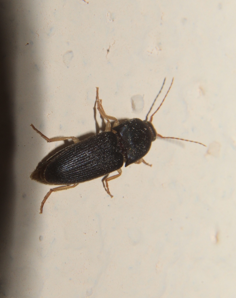 Oophorini from 33130 Pedro Meoqui, Chih., México on September 11, 2024 ...