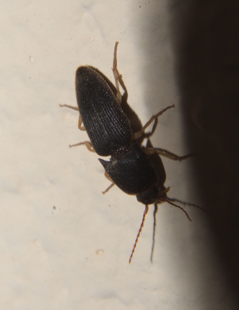 Oophorini from 33130 Pedro Meoqui, Chih., México on September 11, 2024 ...