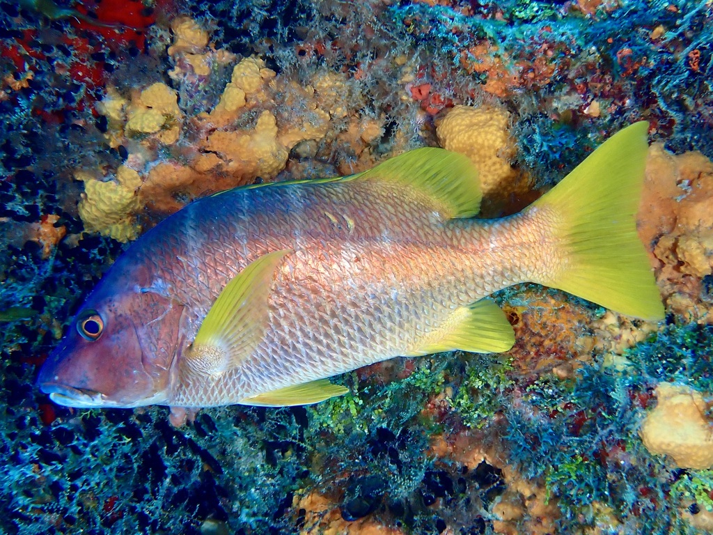 Schoolmaster Snapper from San Miguel de Cozumel, Quintana Roo, Mexico ...
