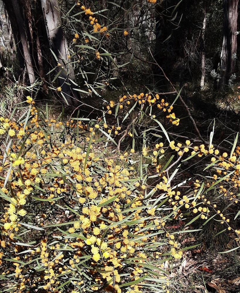 Varnish Wattle from Megalong Valley NSW 2785, Australia on September 13 ...
