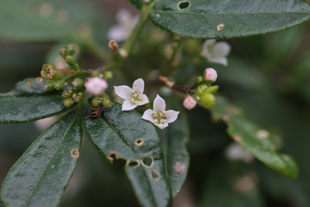 Sandfly Zieria from Hat Head NSW 2440, Australia on July 1, 2024 at 09: ...