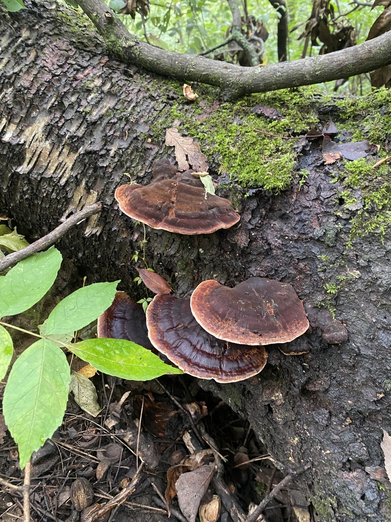 Ischnoderma from Bliss Rd, La Crosse, WI, US on September 14, 2024 at ...