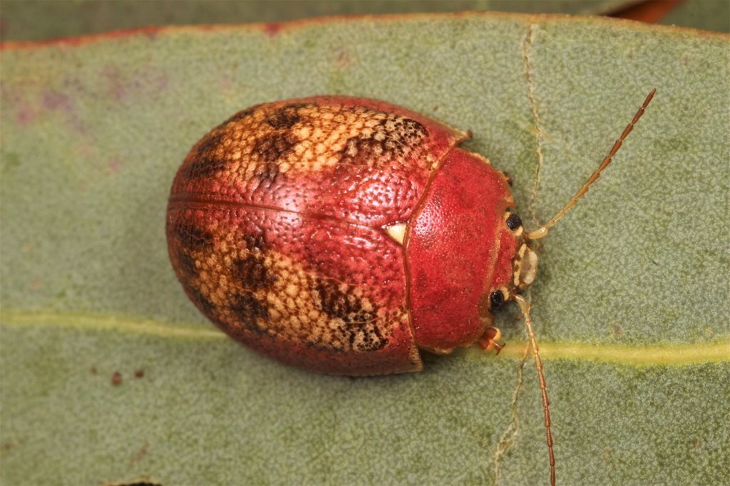 Paropsis carnosa (Leaf Beetles (Chrysomelinae) of Victoria) · iNaturalist