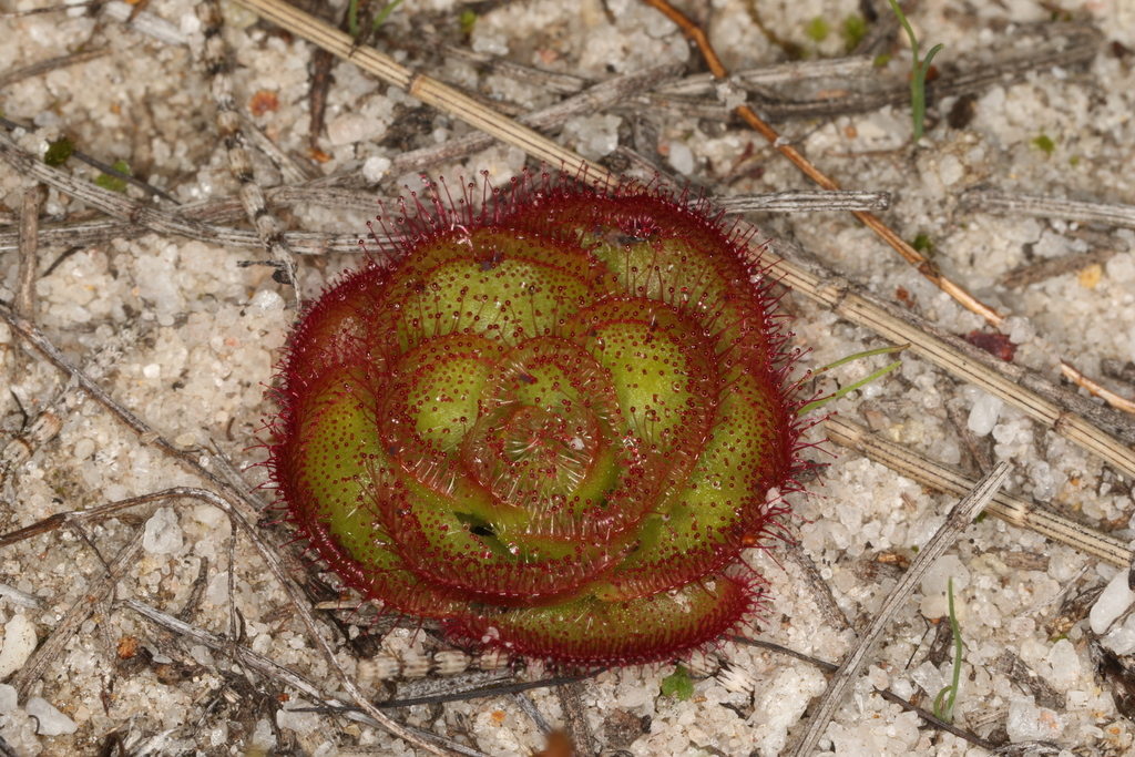 Painted Sundew (Drosera zonaria) - Botanical Realm