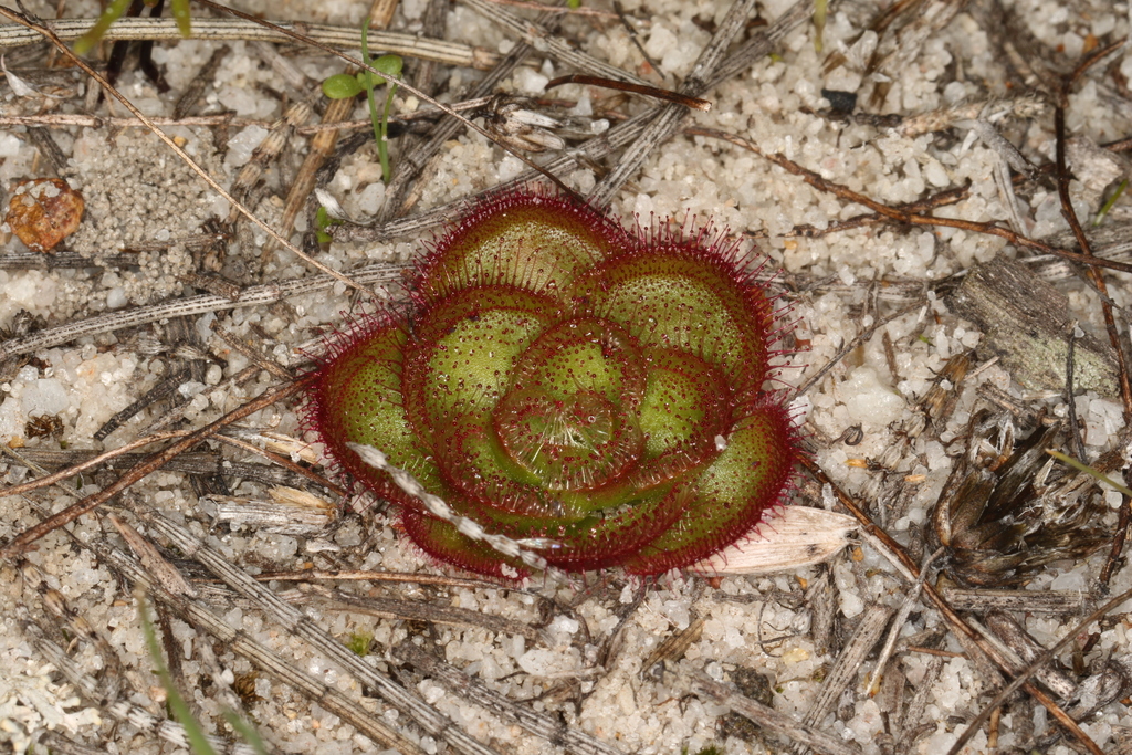 Painted Sundew (Drosera zonaria) - Botanical Realm