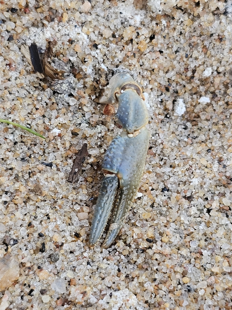 Rusty Crayfish from Carling, ON P0G, Canada on September 13, 2024 at 06 ...