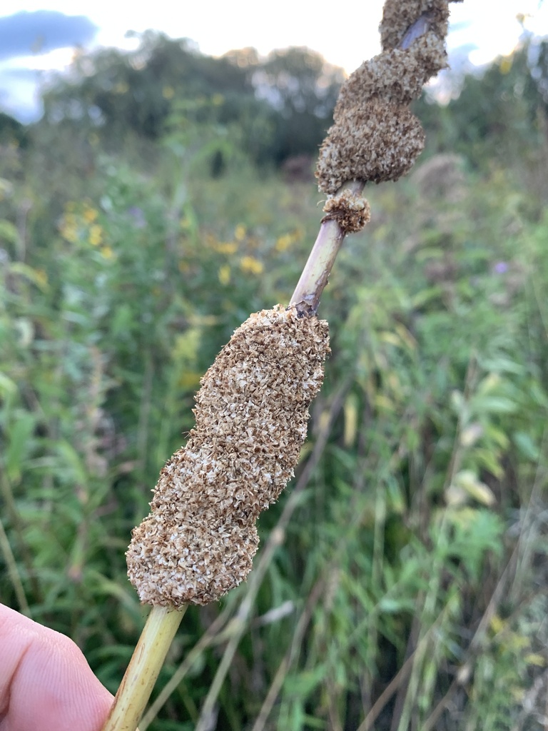 Rope Dodder from Splash Pad At Lakeview Park, Middleton, WI, US on ...