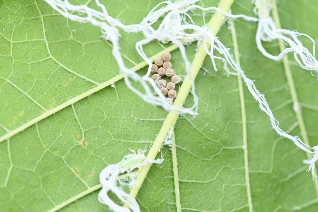 Plautia crossota from Beijing, Beijing, CN on May 18, 2024 at 04:42 PM ...